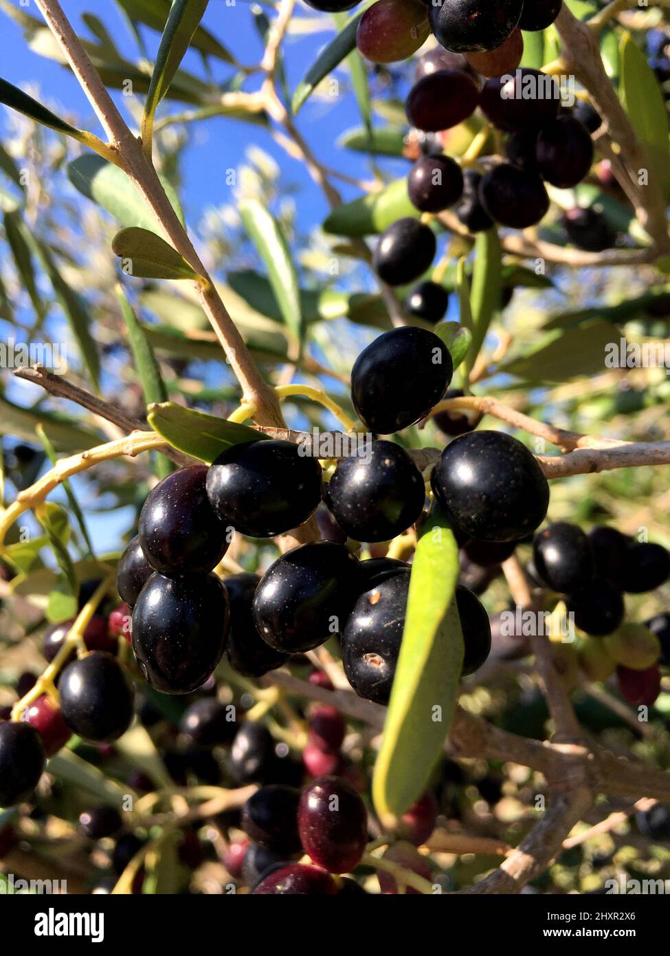 Blackolive hi-res stock photography and images - Alamy