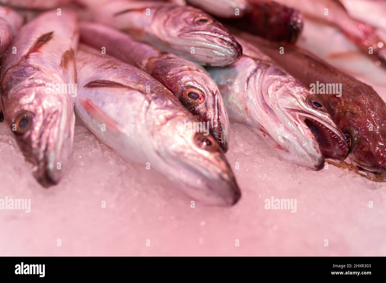 Hake (Merluccius merluccius), fresh in a market Stock Photo - Alamy