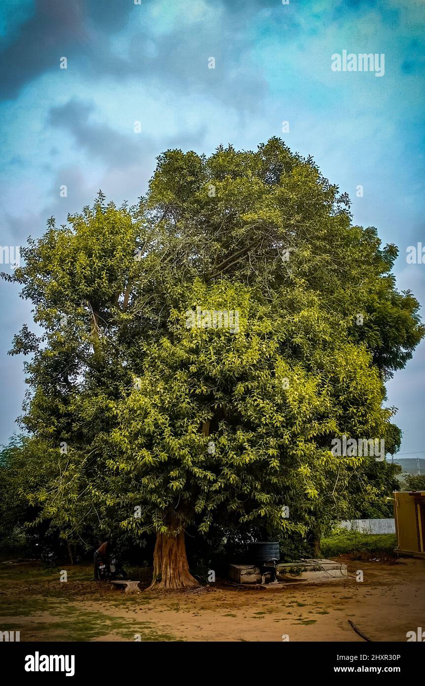 ficus religiosa tree Stock Photo - Alamy