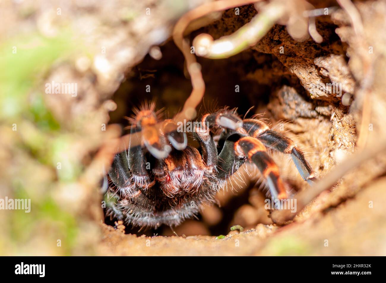 Giant tarantula, big spider, Red-leg tarantula, Megaphobema mesomelas ...