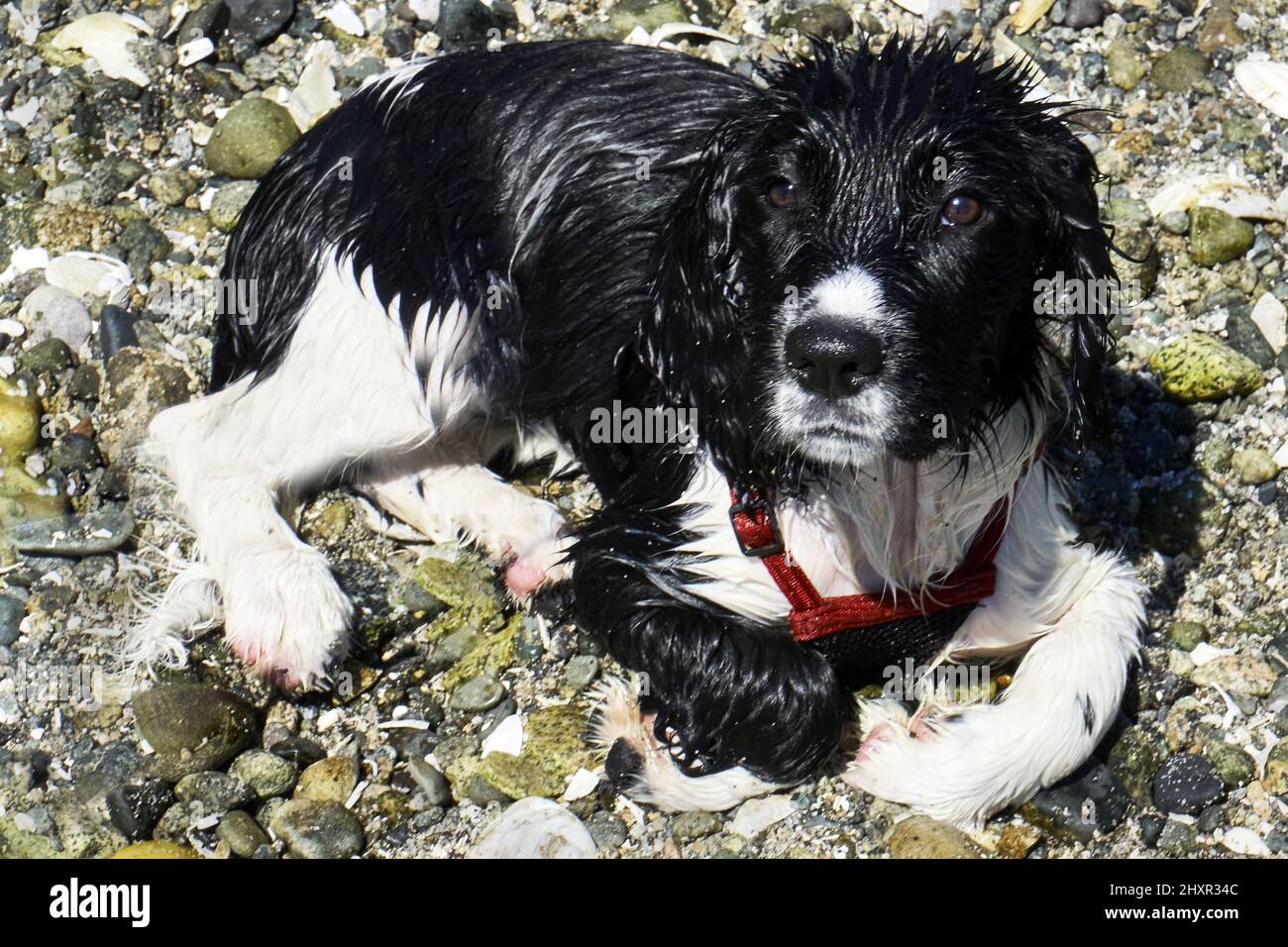 Black and white wet cute springer spaniel puppy resting on the sand and ...