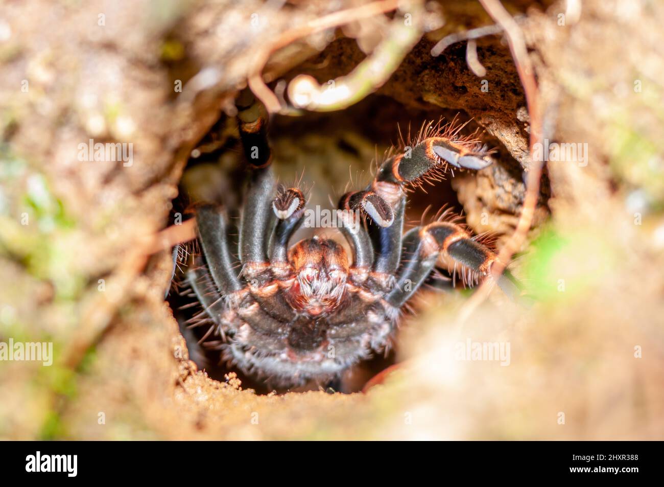 Giant tarantula, big spider, Red-leg tarantula, Megaphobema mesomelas ...