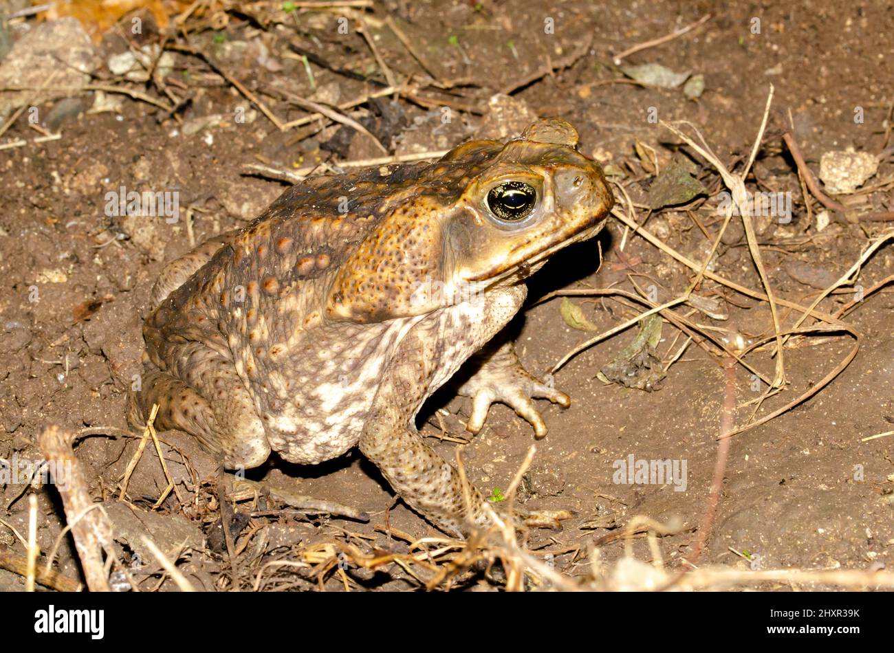 Giant toad, cane toad, Rhinella horribilis in the night Stock Photo - Alamy