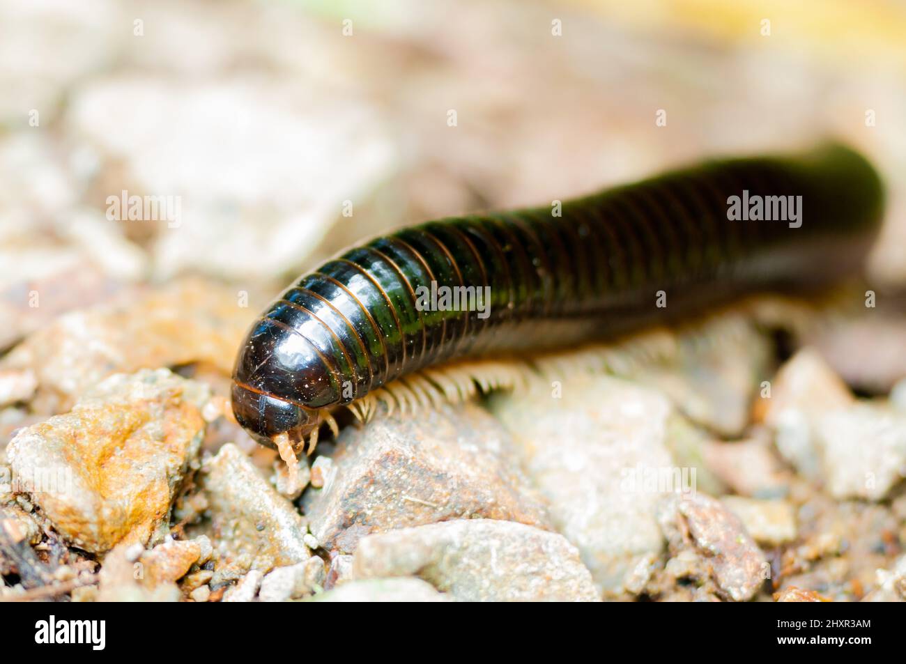 Giant flat backed millipede hi-res stock photography and images - Alamy