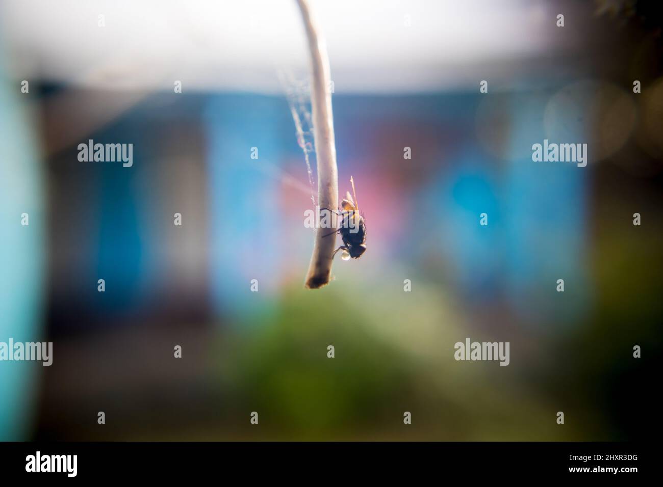 Sharpened wire hi-res stock photography and images - Alamy