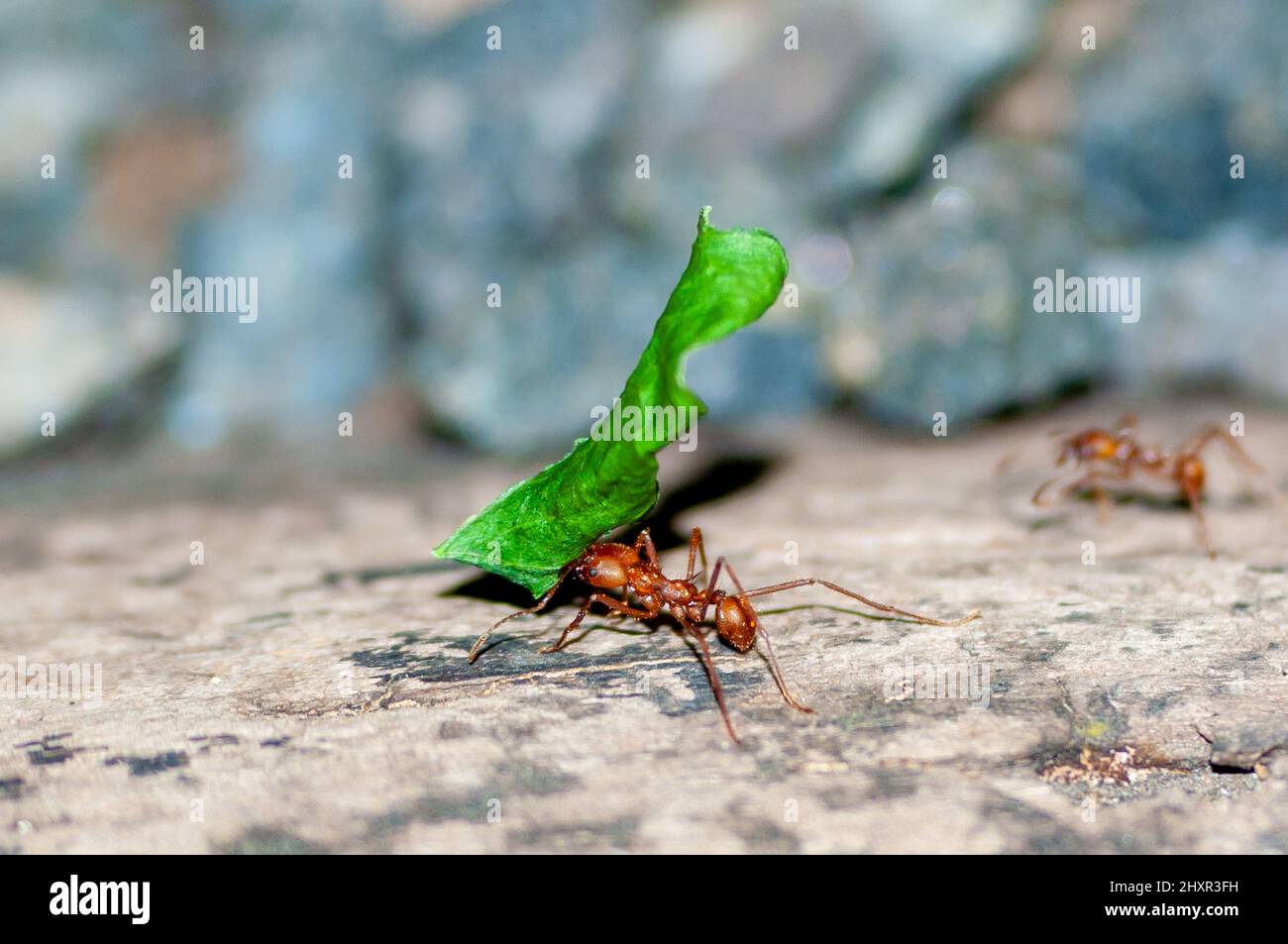 Leafcutter ants with green leafs, Atta cephalotes Stock Photo - Alamy