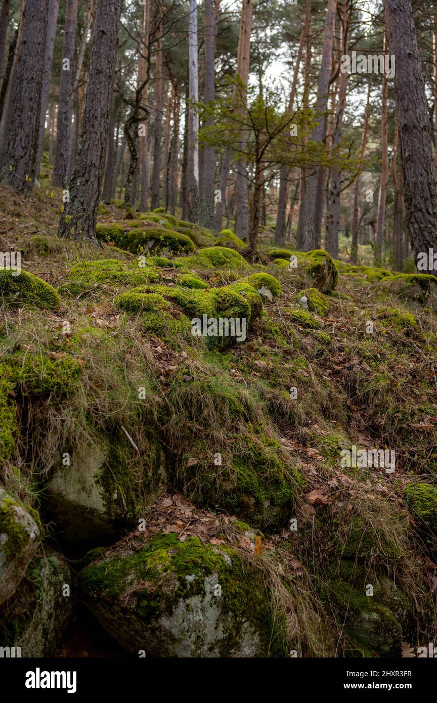 Forest trees pines view tourism tall tree trunk hi-res stock ...