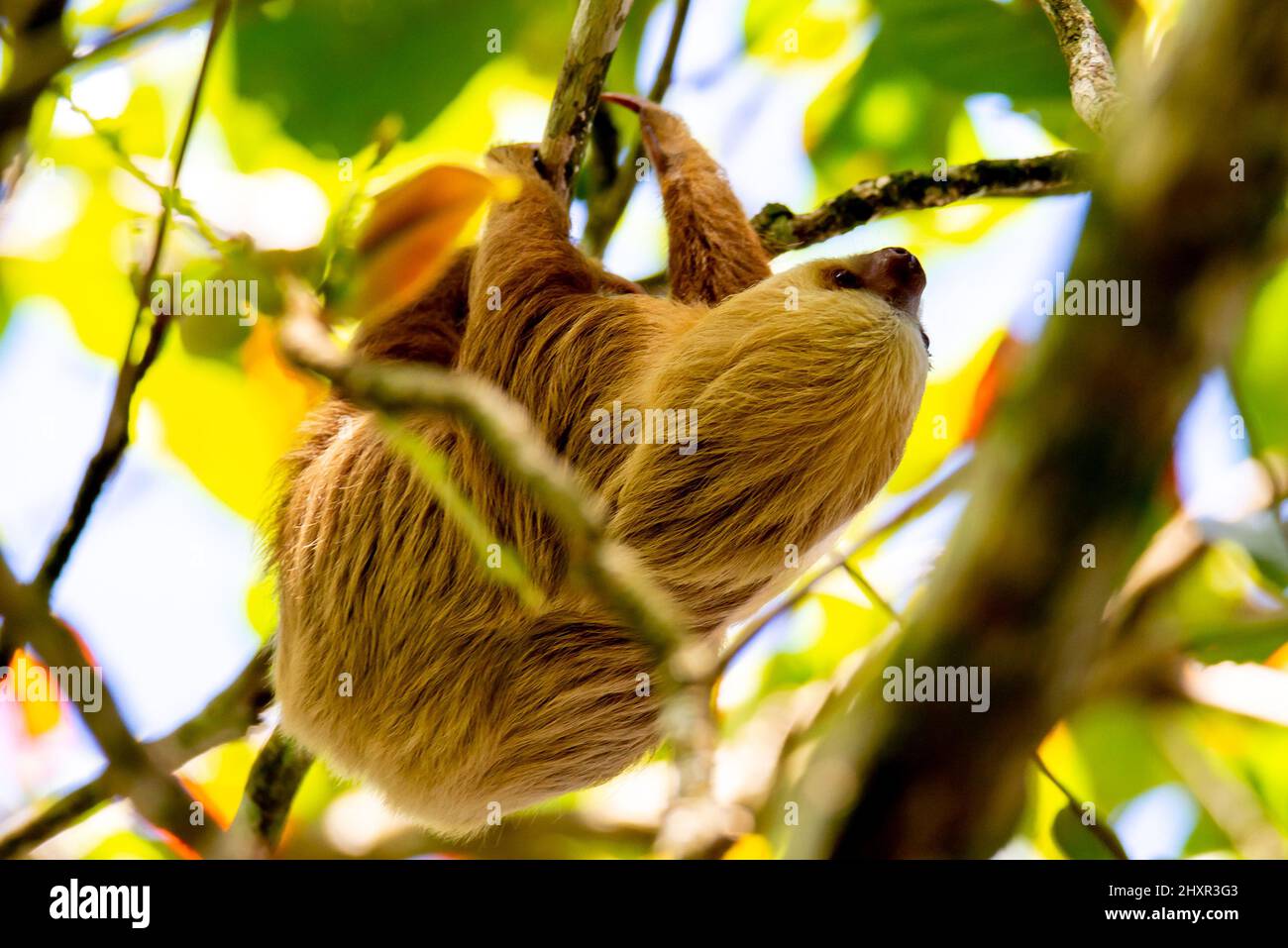 Two-toed sloth in a tree, Choloepus hoffmanni Stock Photo - Alamy