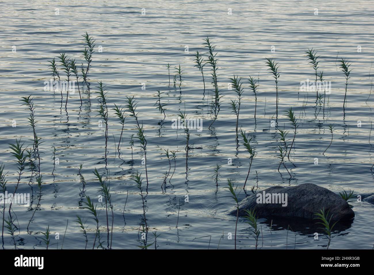rock surrounded by reeds in a beautiful swedish lake with sunny ...