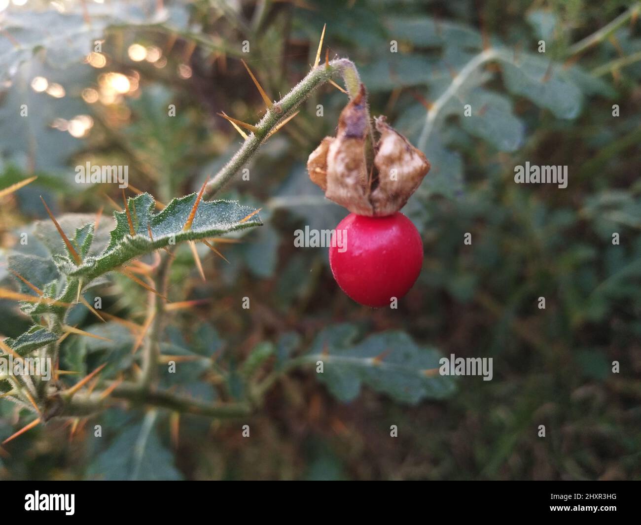 Solanum sisymbriifolium is commonly known as vila-vila, sticky ...