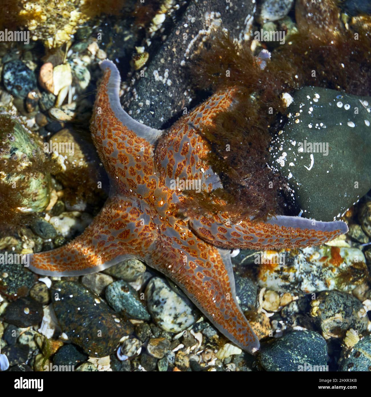 Orange starfish underwater amongst the rocks and seashells at the beach ...