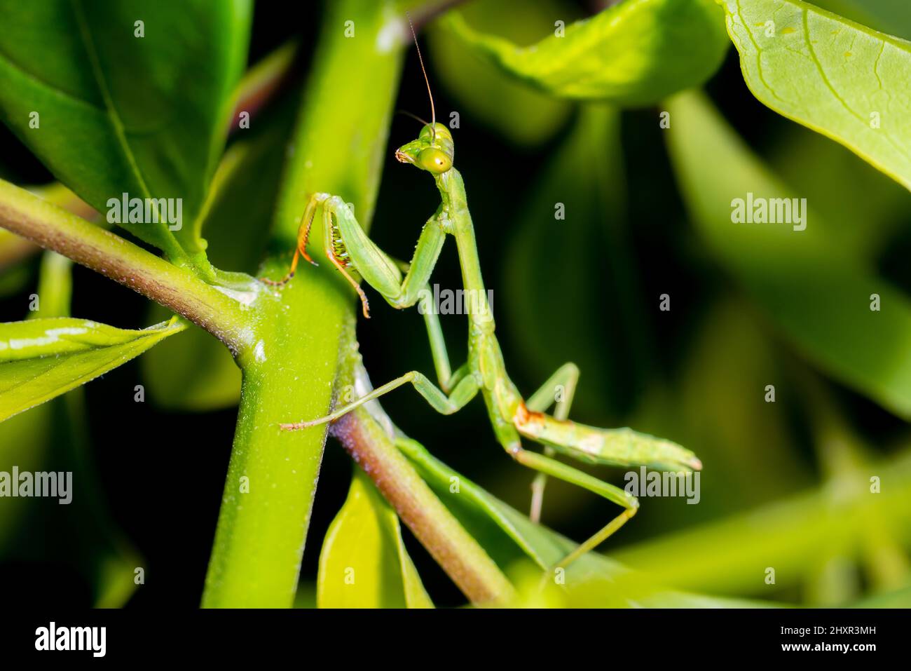 Green exotic praying mantis on a plant, Carolina mantis, Stagmomantis ...
