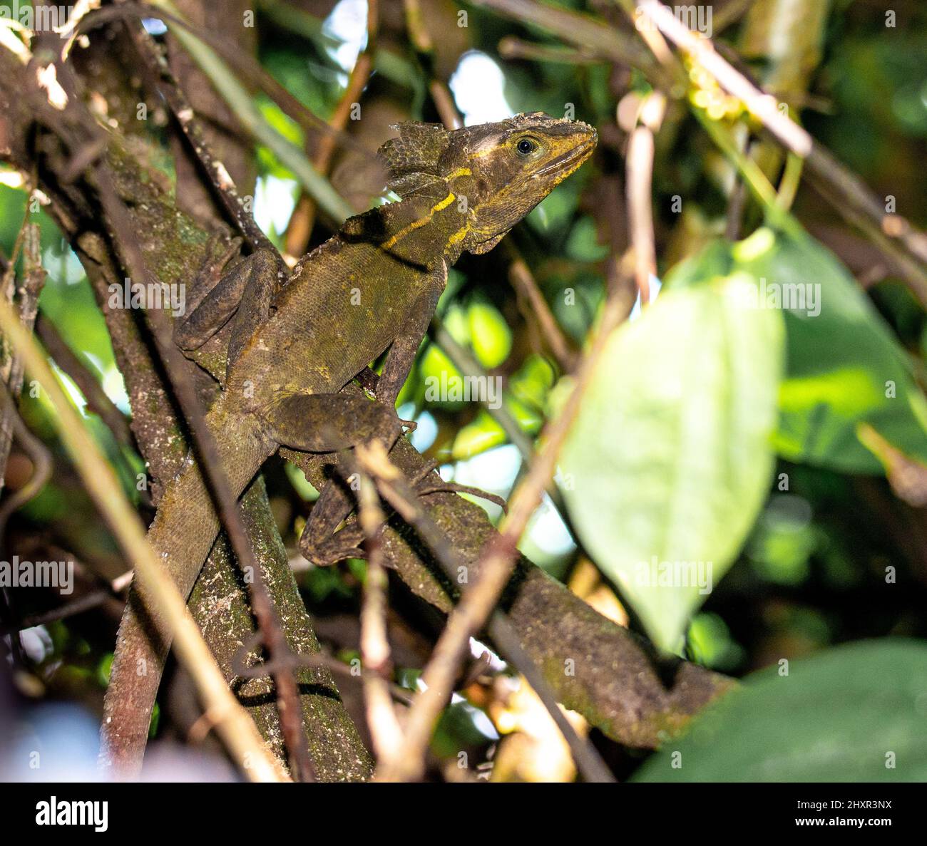 Exotic lizard, brown basilisk, Basiliscus vittatus in a tree ...