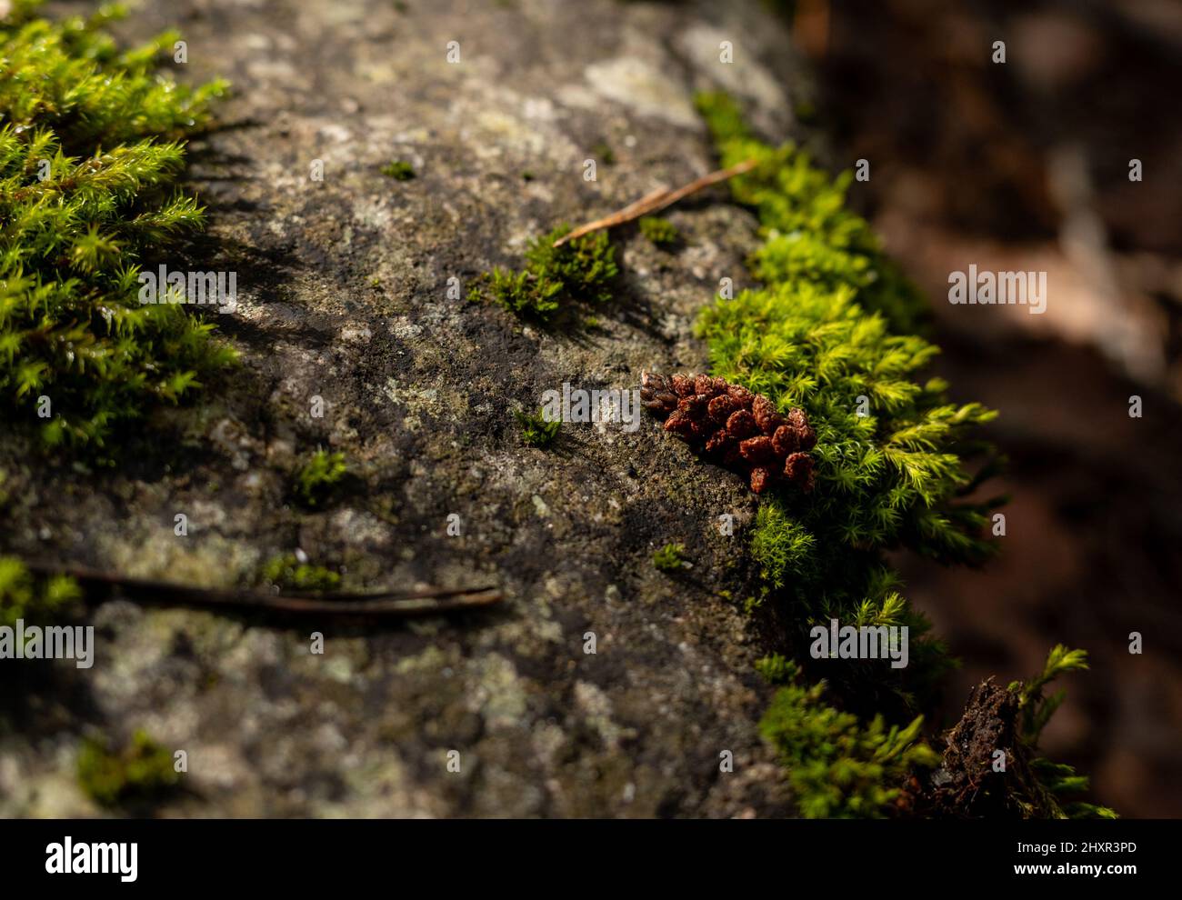 Beautiful green moss close up, Moss texture, Moss abstract background Stock Photo - Alamy