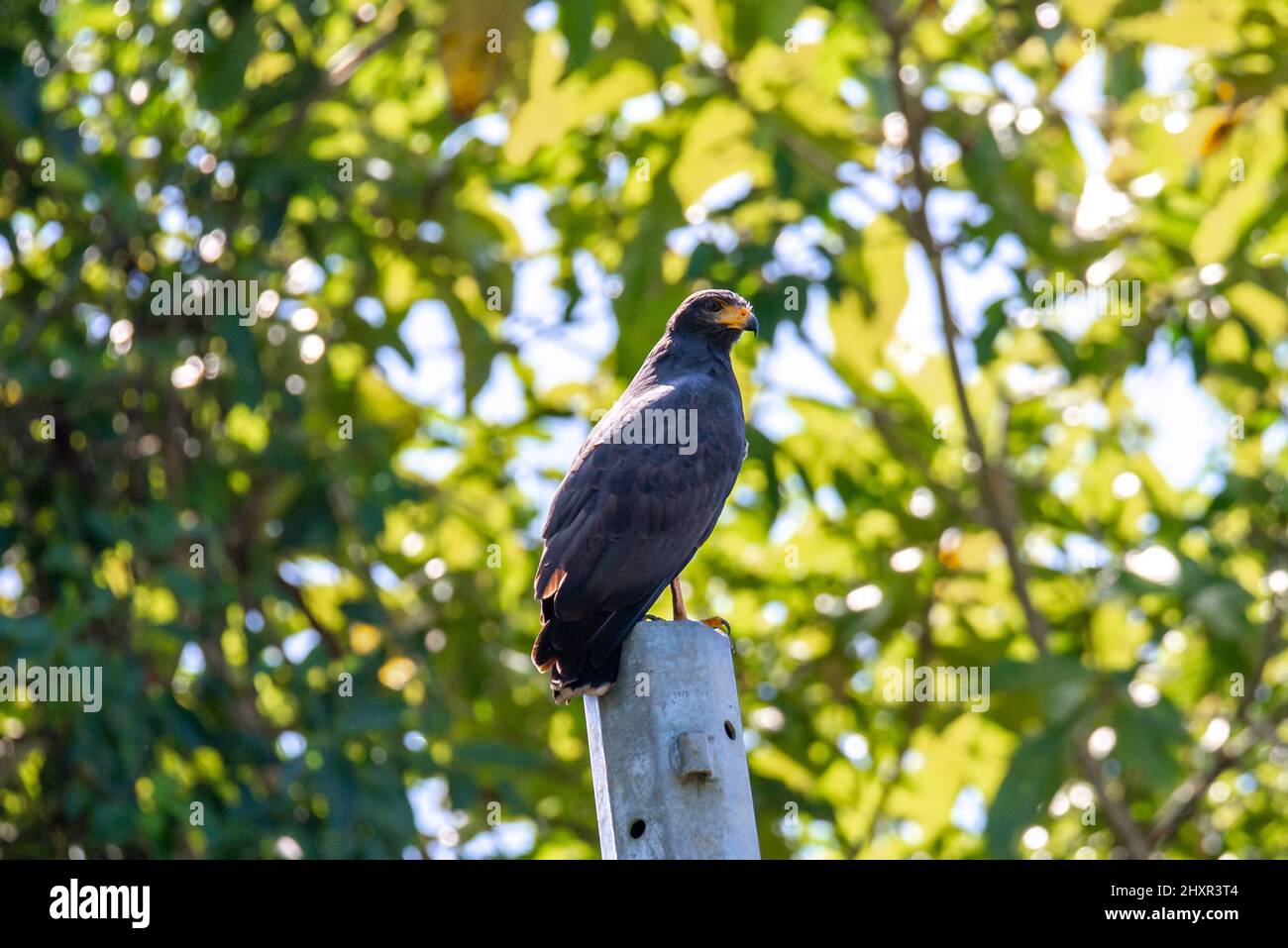 Black hawk perched in a pole, common black eagle, Buteogallus ...