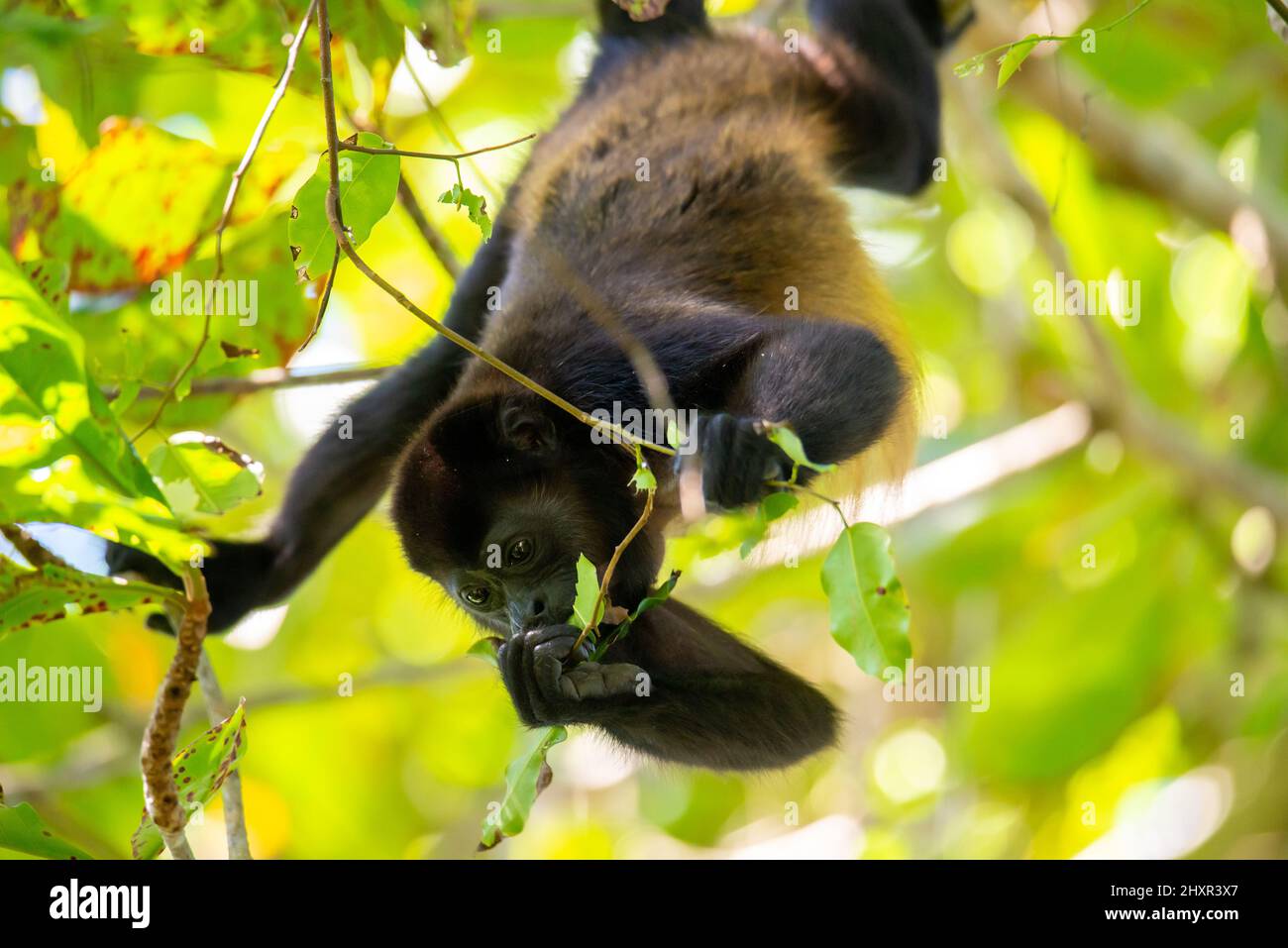 Howler monkey, Mantled howler, Alouatta palliata in a tree eating in ...