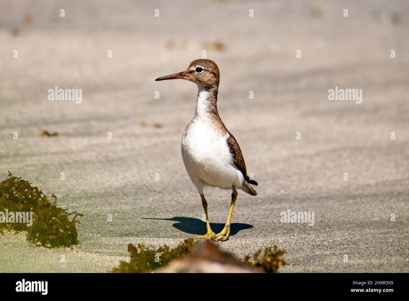 Shorebird in a beach, spotted sandpiper Actitis macularius in the sand ...