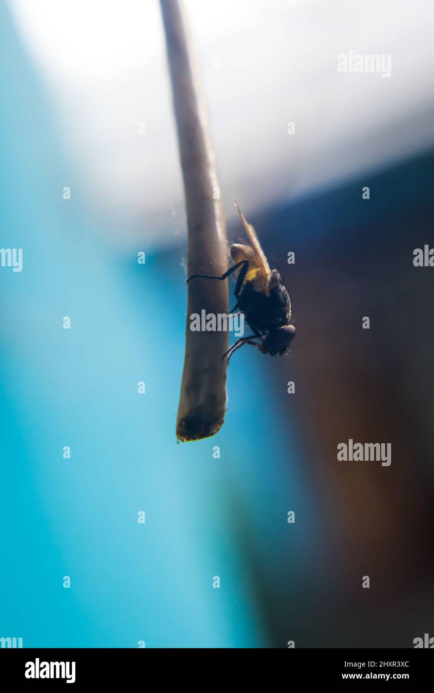 Sharpened wire hi-res stock photography and images - Alamy