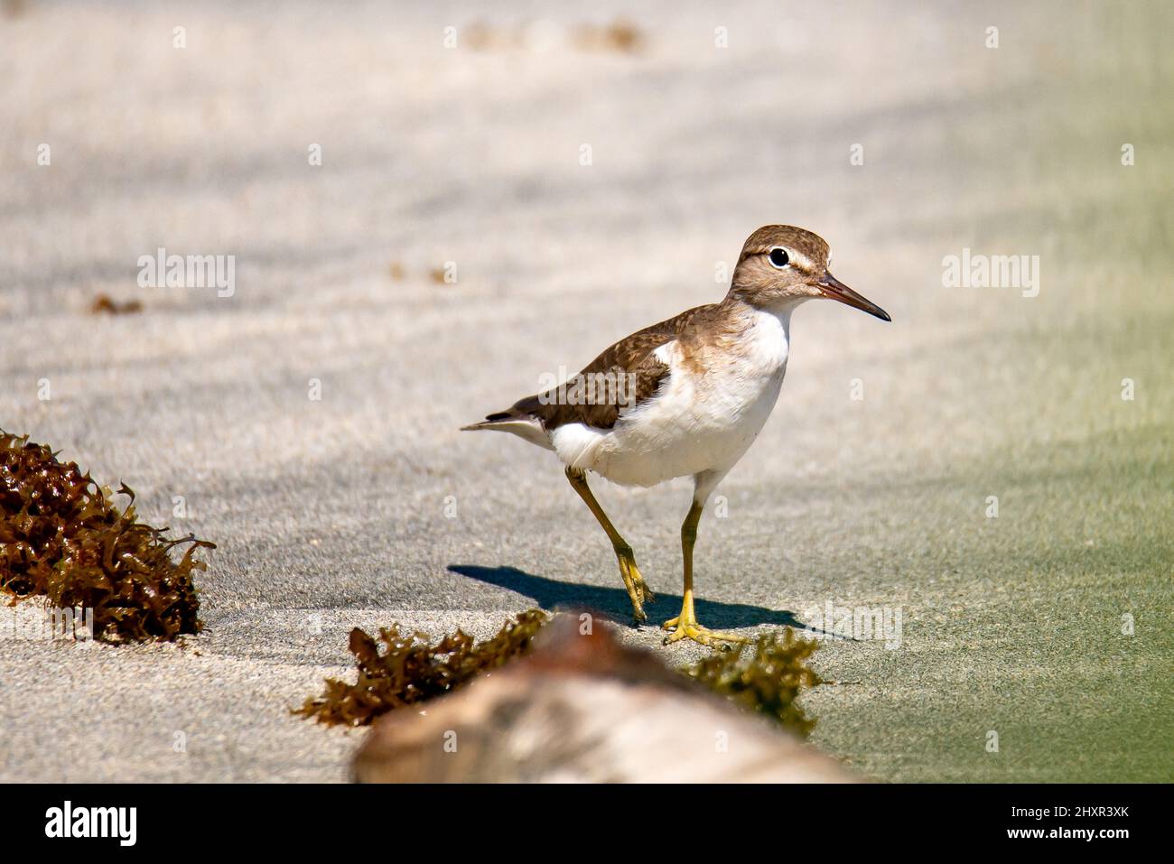 Shorebird in a beach, spotted sandpiper Actitis macularius in the sand ...