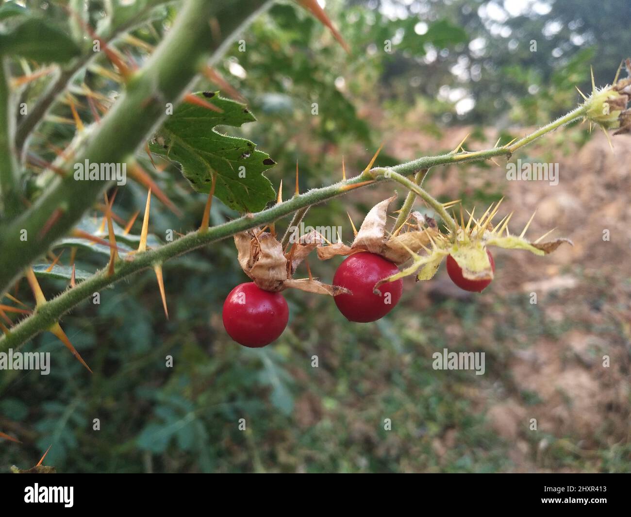 Red Buffalo-Bur Plant of the Species Solanum sisymbriifolium. red fruit ...