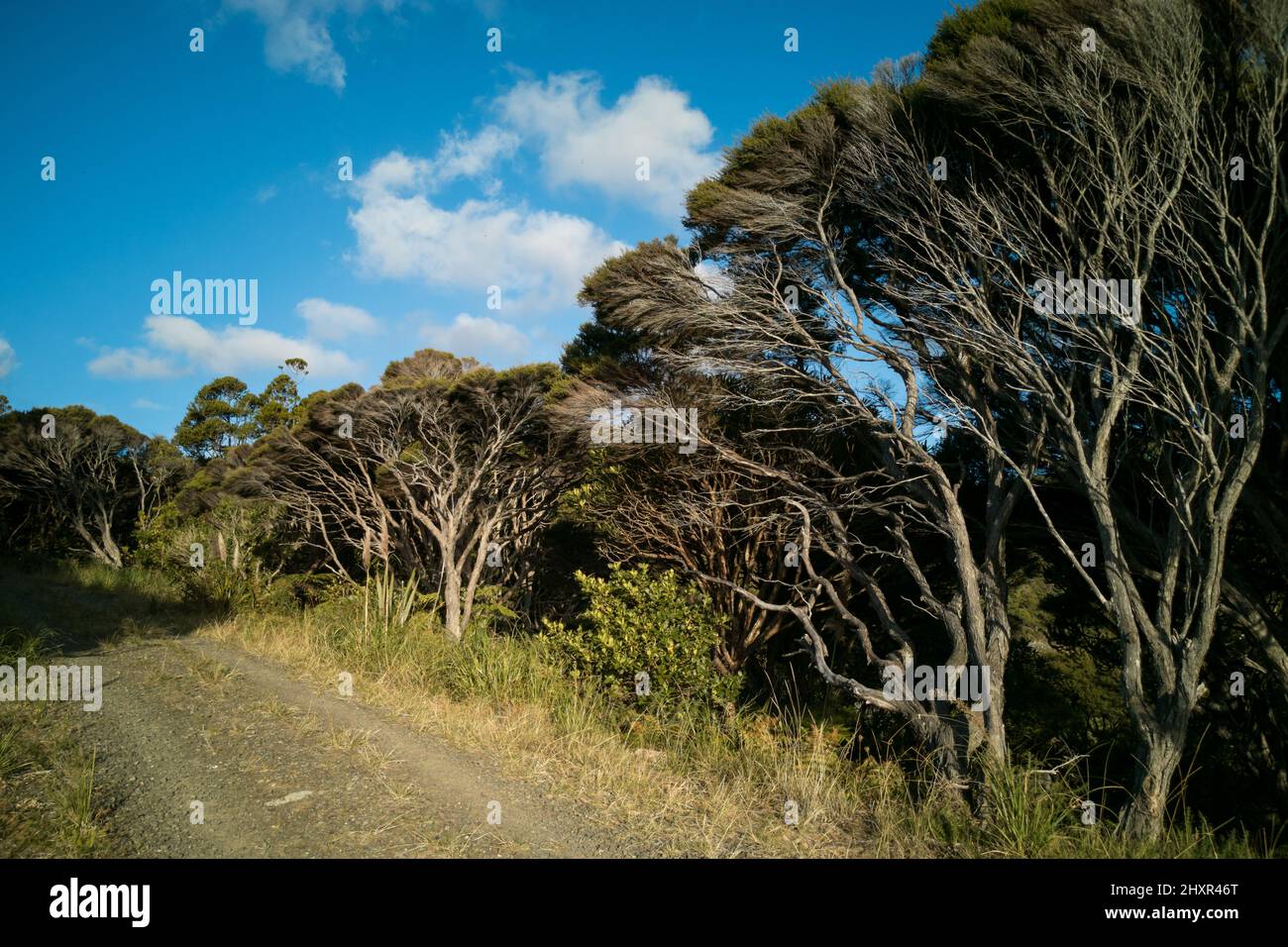 Manuka tree (Leptospermum scoparium) in evening light Stock Photo - Alamy
