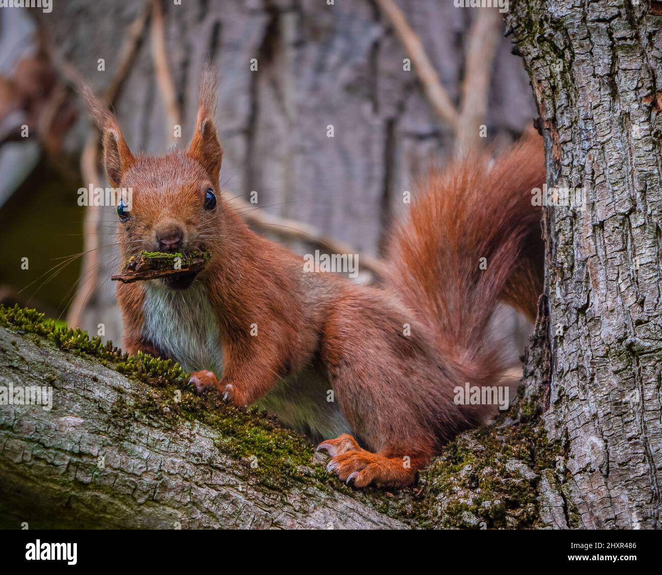 Squirrels of france hi-res stock photography and images - Alamy