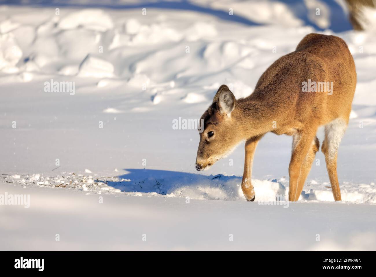 Starving Grazing Deer 2022 Stock Photo - Alamy