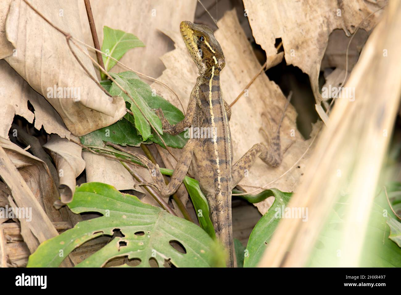 Common basilisk, Basiliscus basiliscus, in the jungle Stock Photo - Alamy