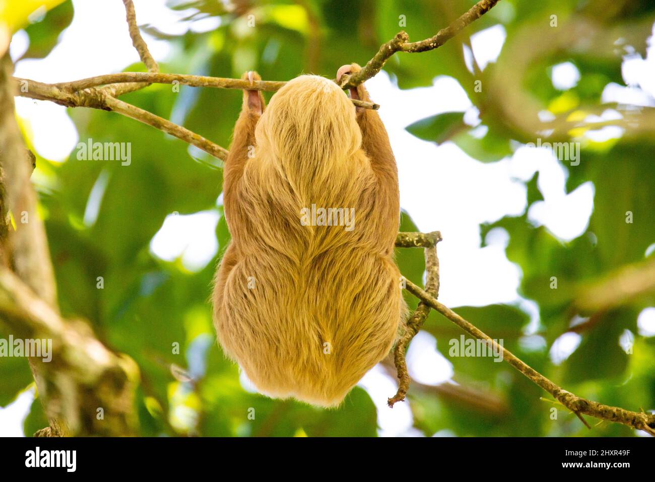 Two-toed sloth in a tree, Choloepus hoffmanni Stock Photo - Alamy