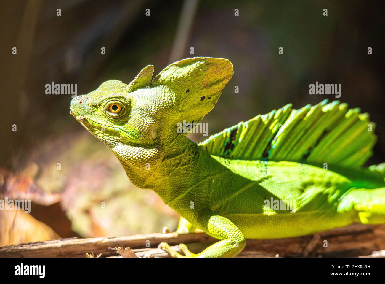 Exotic green lizard, plumed basilisk, Basiliscus plumifrons close-up ...