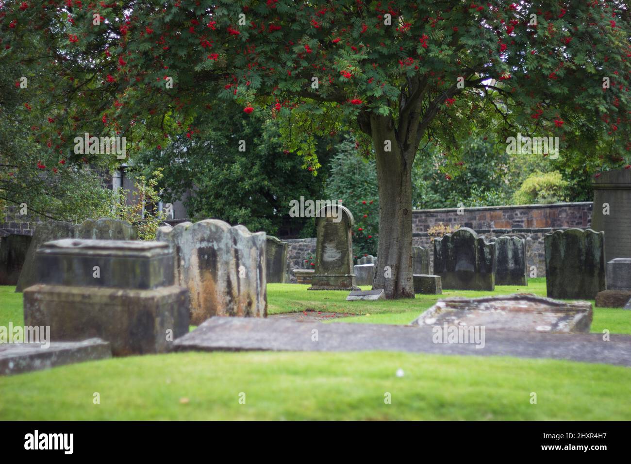 green scottish cementary with beautiful tree with red fruits Stock ...