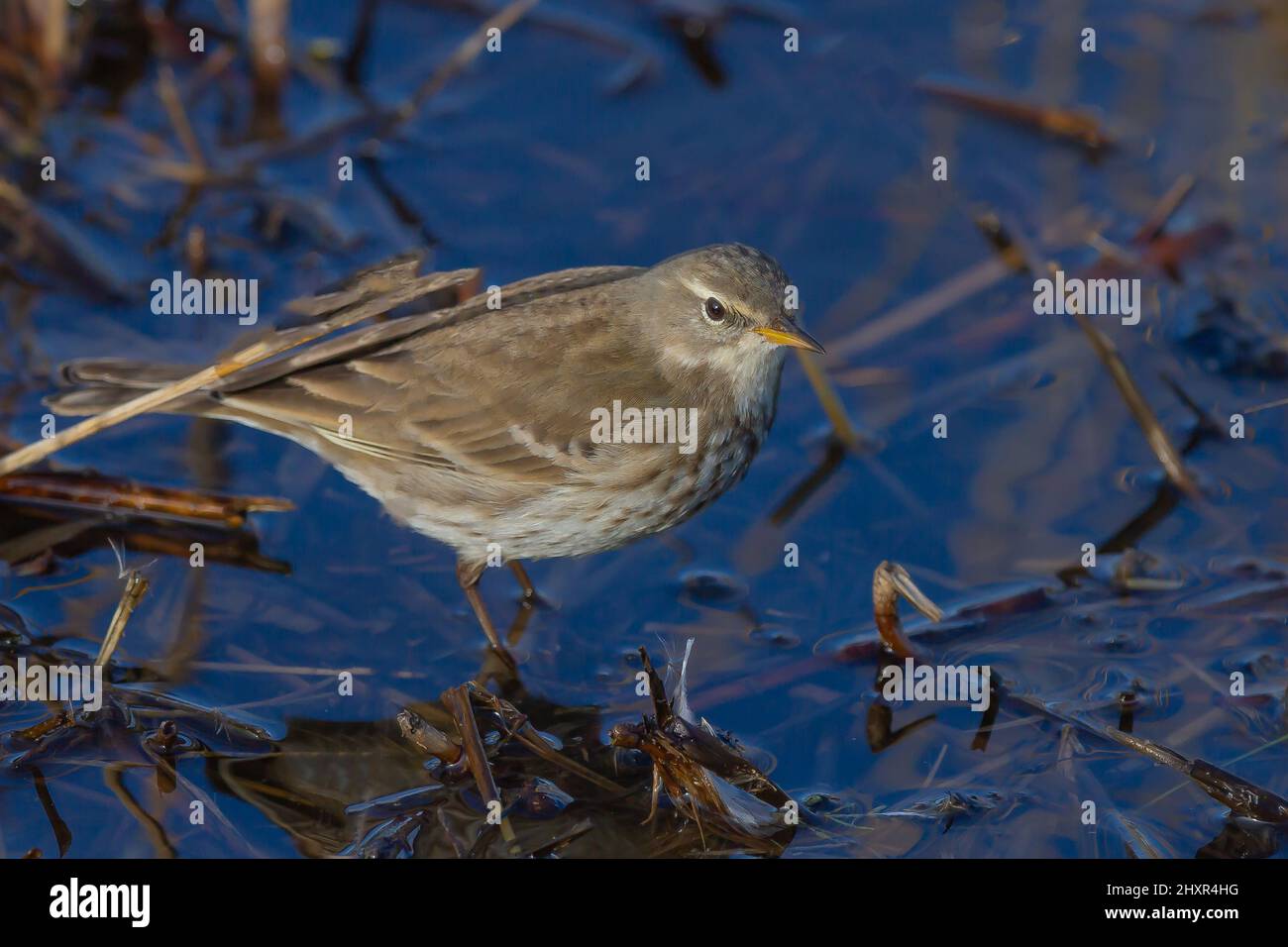 Water pipit ( Anthus spinoletta Stock Photo - Alamy