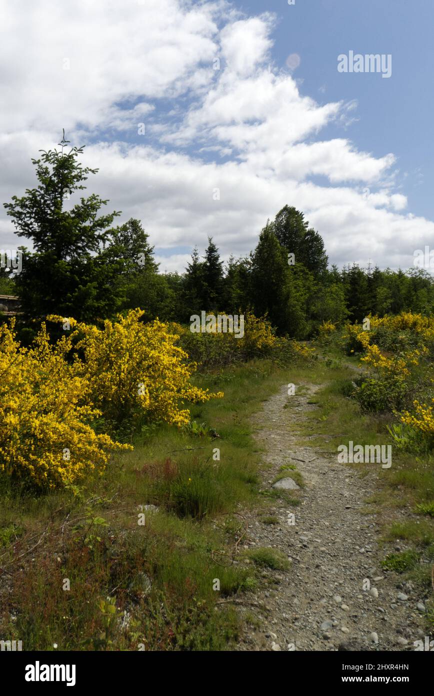 Wild yellow broom along a gravel path Stock Photo - Alamy