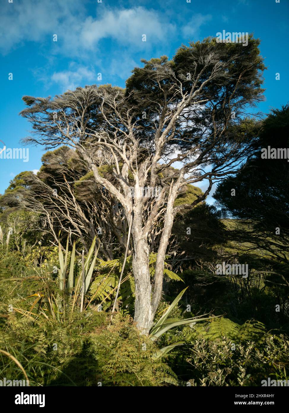 Manuka tree (Leptospermum scoparium) in evening light Stock Photo - Alamy