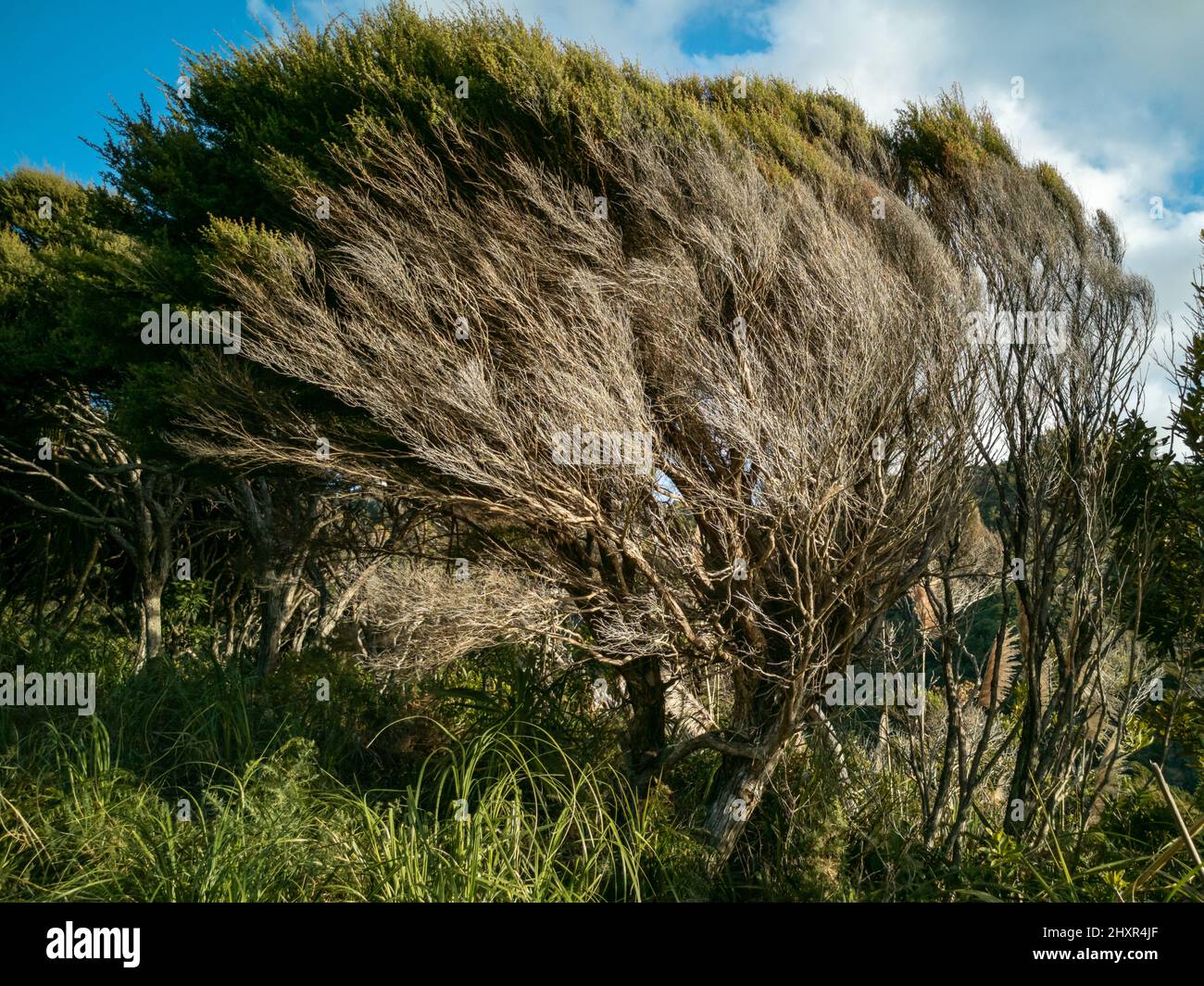 Manuka tree (Leptospermum scoparium) in evening light Stock Photo - Alamy