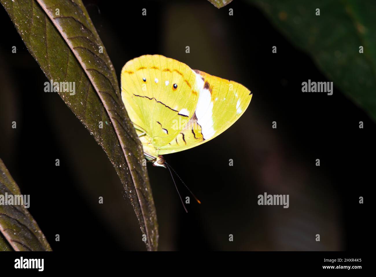 Common olive wing butterfly hi-res stock photography and images - Alamy