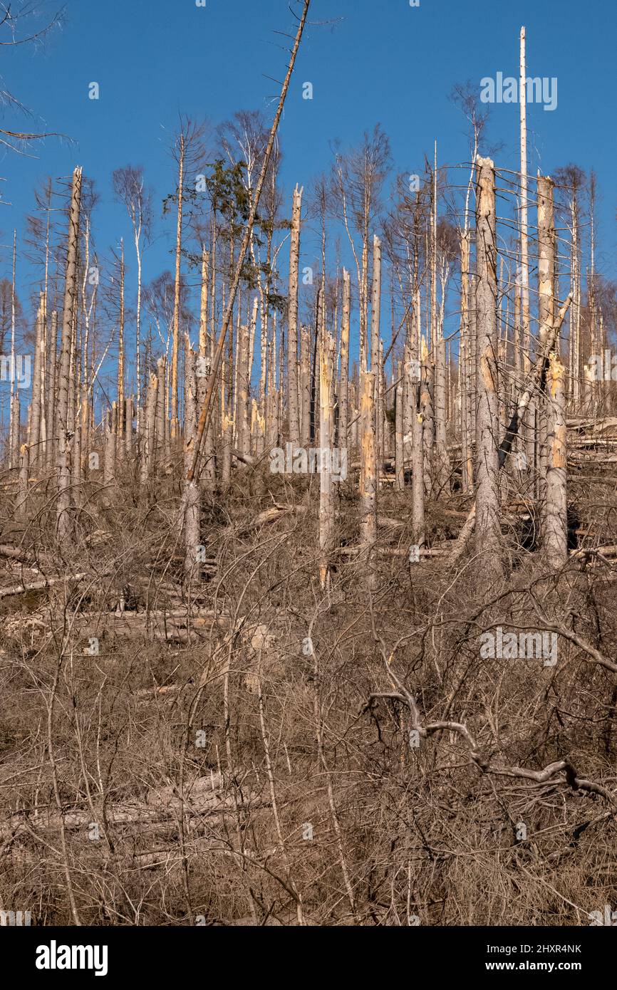 Schierke, Germany. 09th Mar, 2022. Numerous dead conifers can be seen ...
