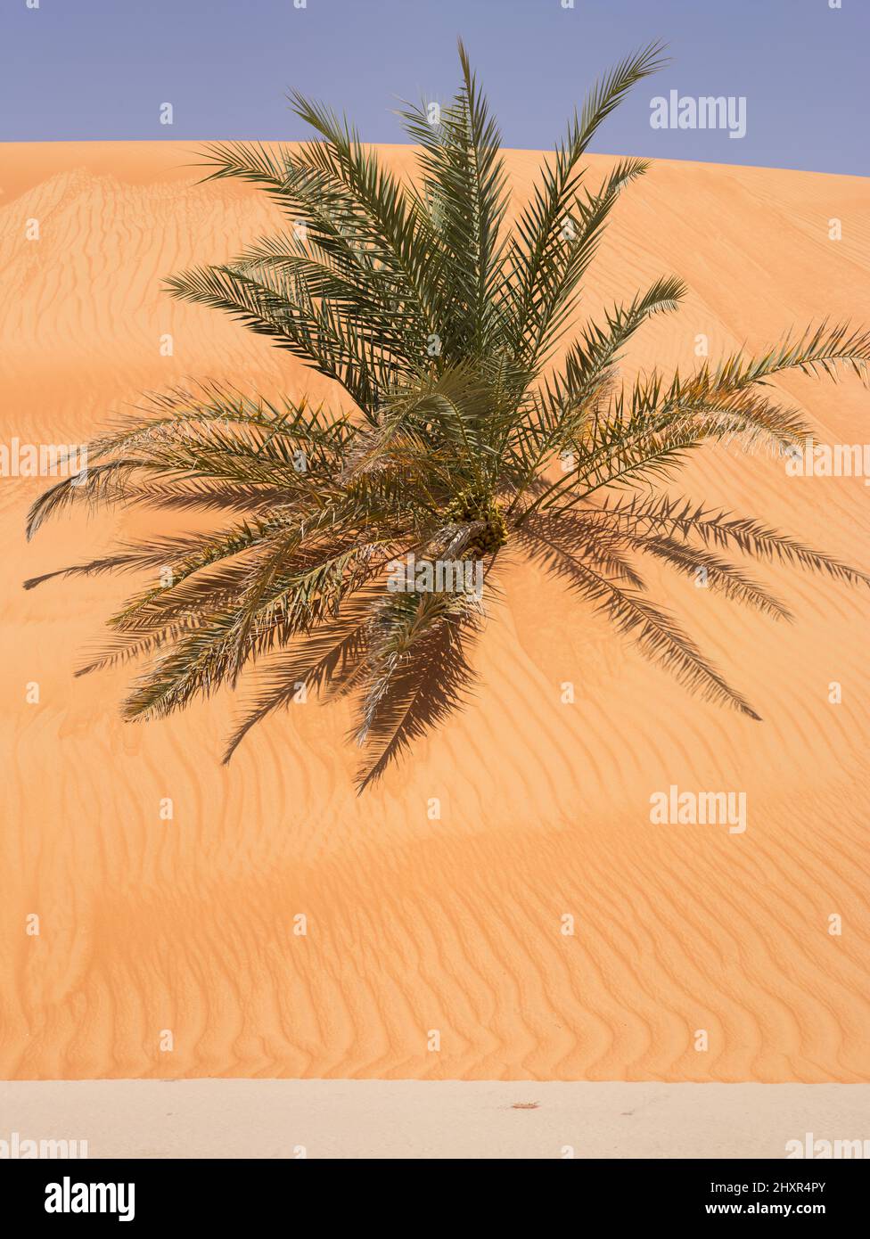 Palm tree sank into a sand dune Stock Photo - Alamy