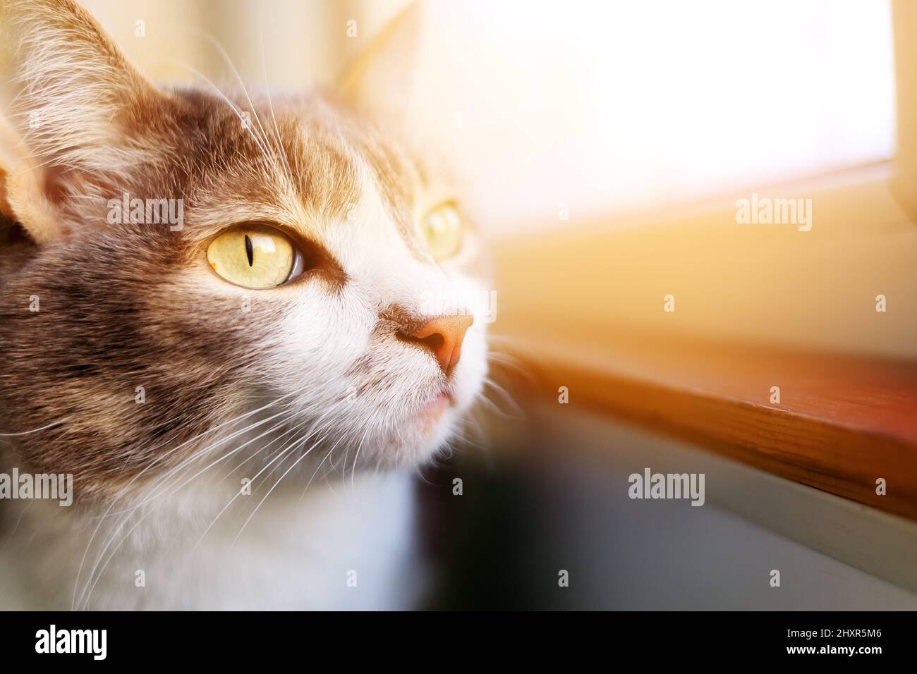 Beautiful cat sits on balcony and looks outside through window. Pet is ...