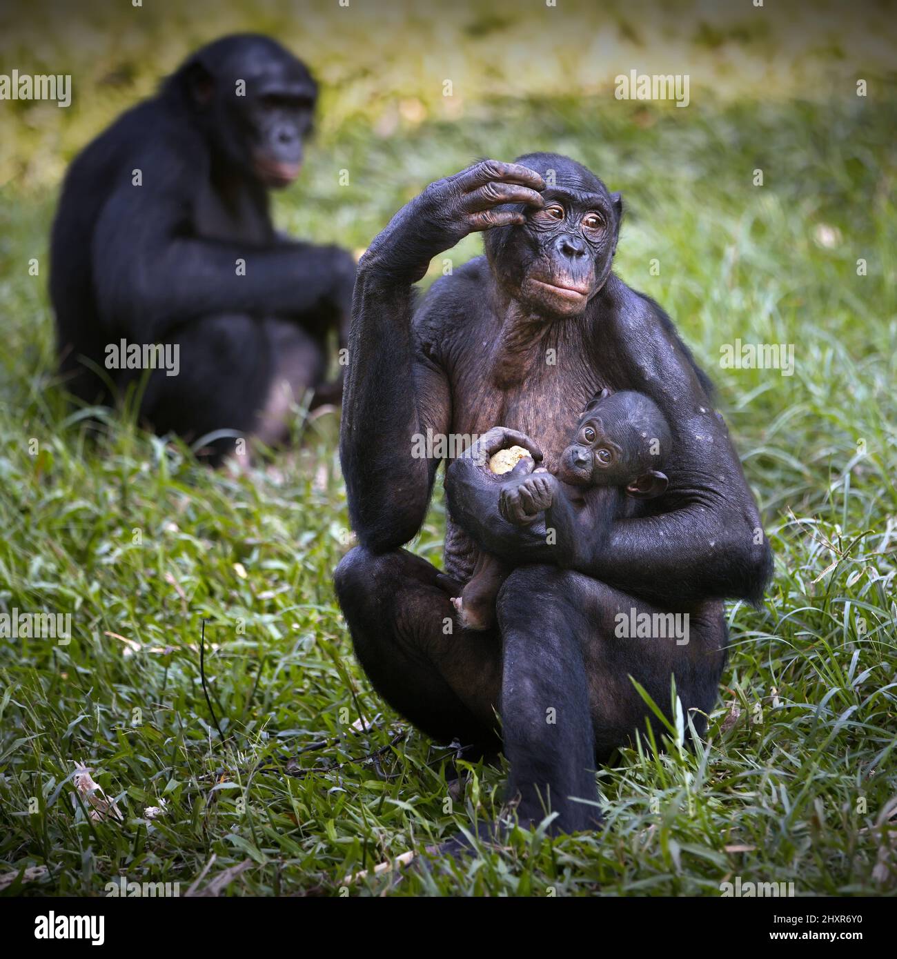 Mother bonobo monkey holding her baby in the Democratic Republic of the ...