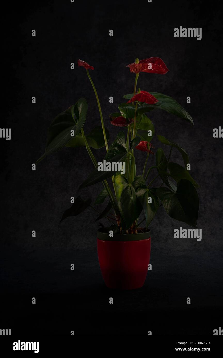 Vertical shot of tall red flowers in a red pot on the black background ...