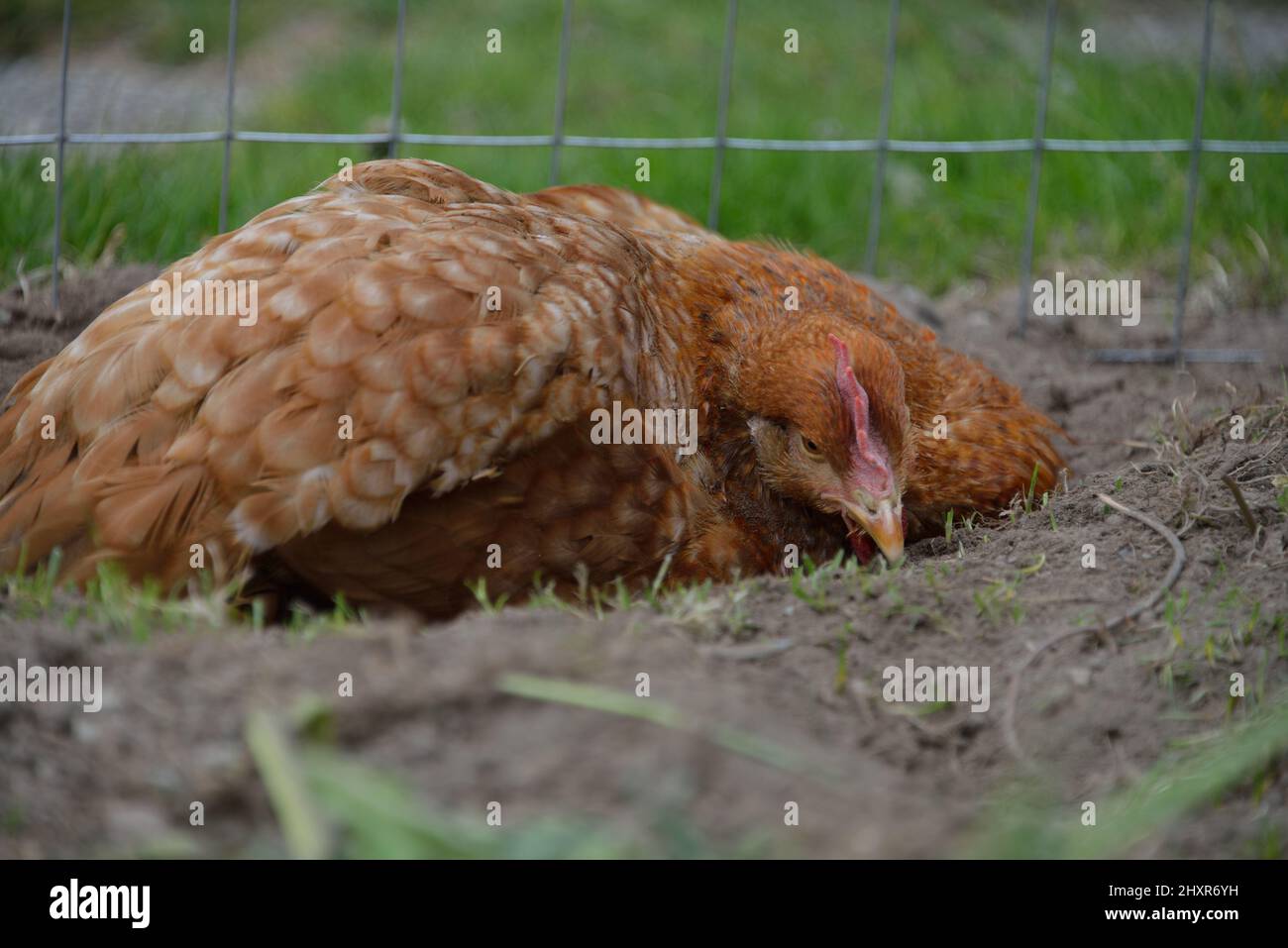 Chicken laying on a ground Stock Photo - Alamy