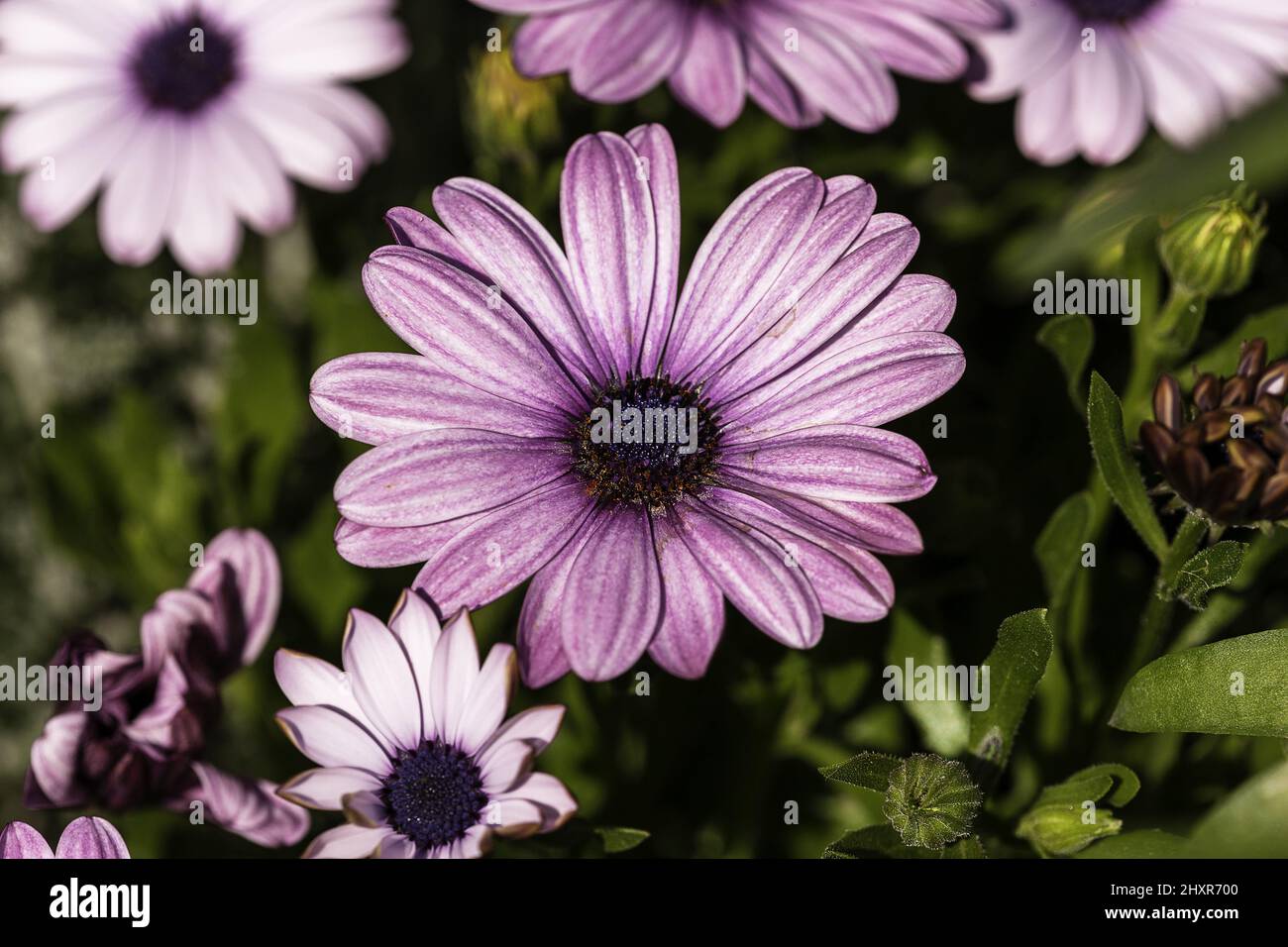 Osteospermum soprano purple hi-res stock photography and images - Alamy