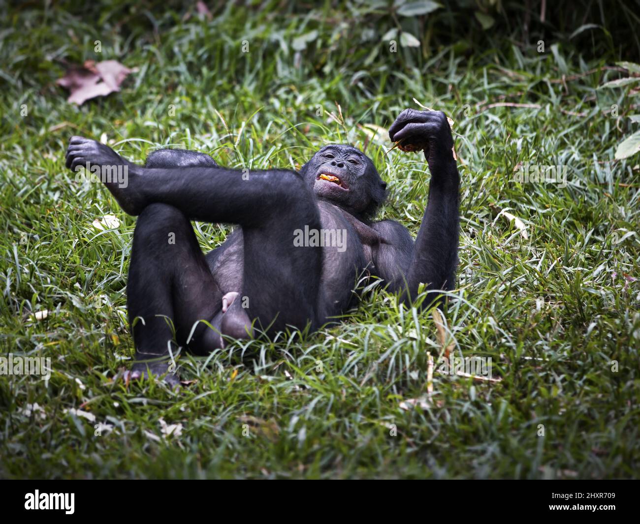 Bonobo monkey laying and eating on a field in the Democratic Republic ...