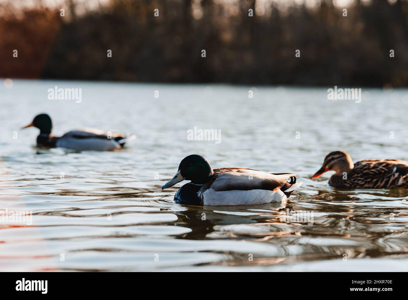Side view of Mallard ducks in the pond water of Decksteiner Weiher in ...