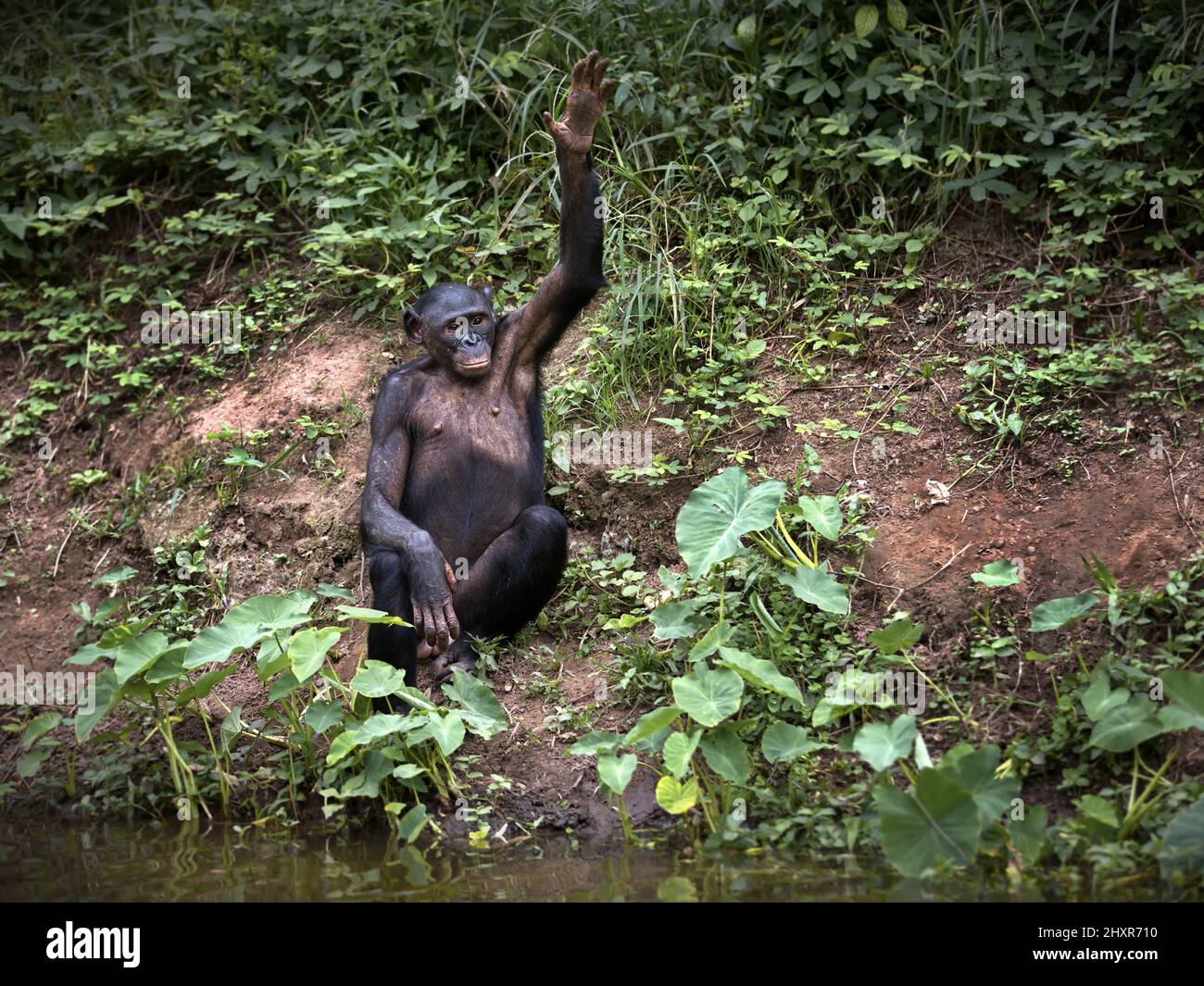 Bonobo monkey sitting and raising its hand in the Democratic Republic ...