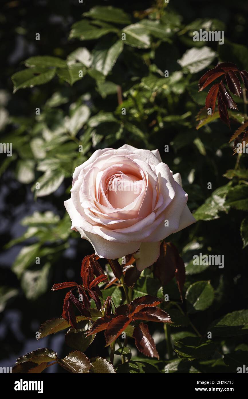 Vertical framed pink rose in an outdoor plantation Stock Photo - Alamy