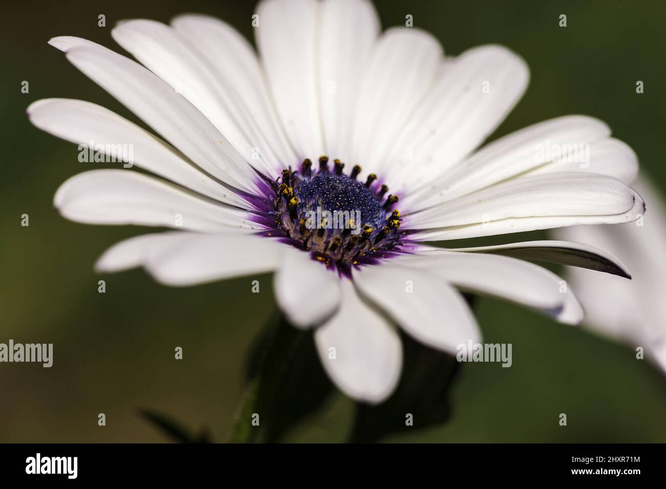 White African Daisy macro with blue center Stock Photo - Alamy