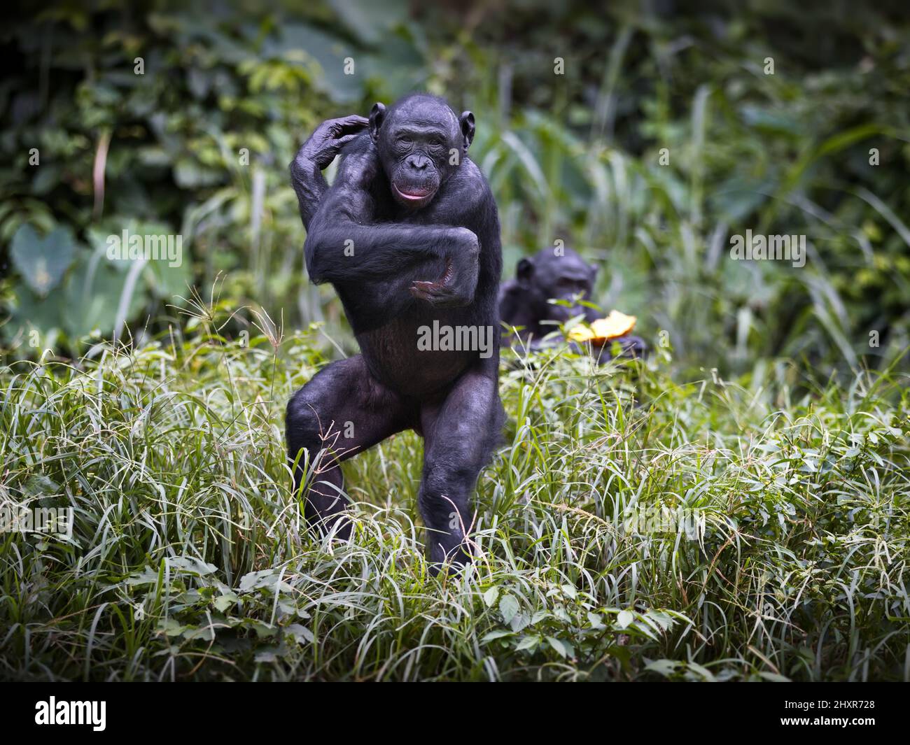 Large bonobo monkey stretching in the Democratic Republic of the Congo ...