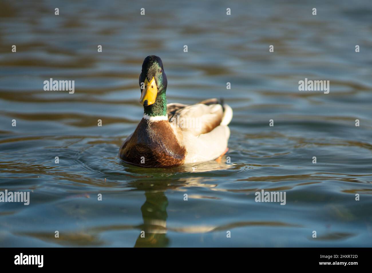 Closeup shot of the Mallard duck swimming in the lake of Decksteiner ...